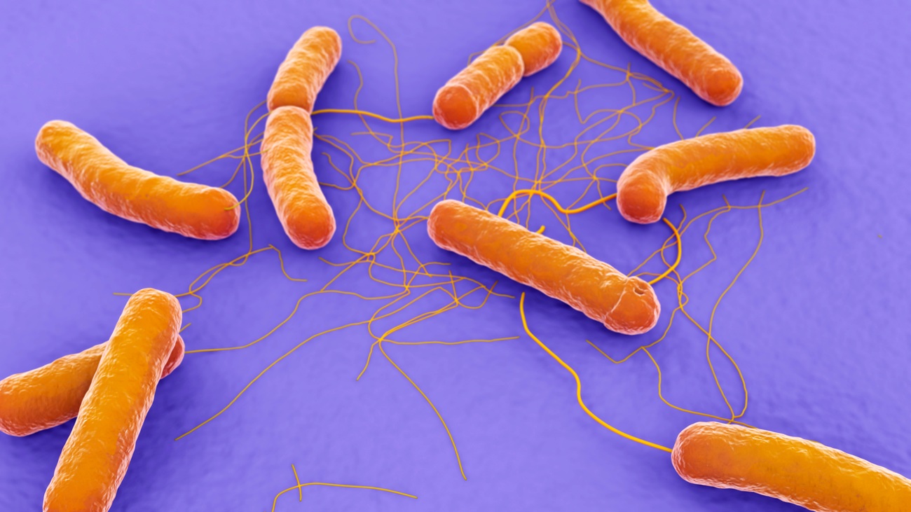 Qu'est-ce que la céréulide, cette toxine détectée dans certains laits ...