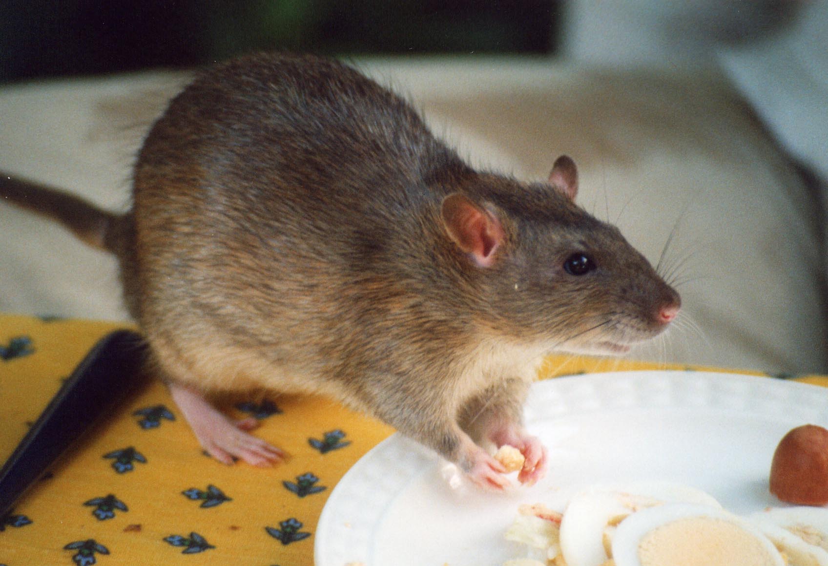 La cuisine du CHU de Nantes infestée de rats et de blattes | Egora